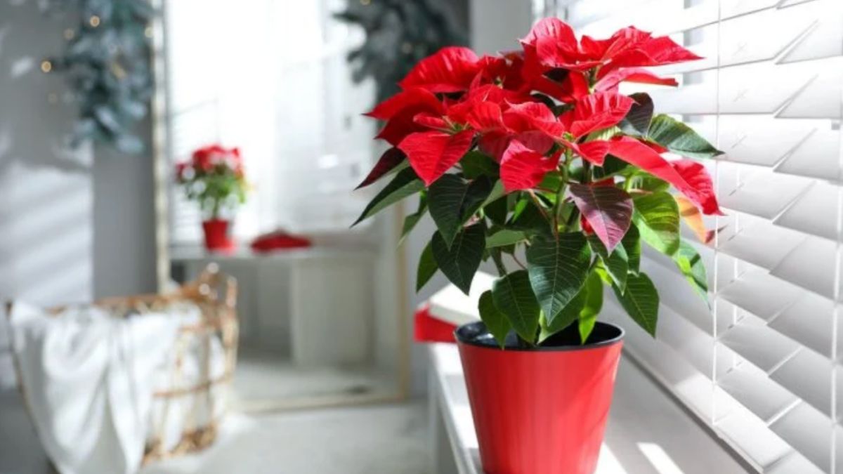 Faites Refleurir Votre étoile De Noël Facilement Grâce à Cette Astuce