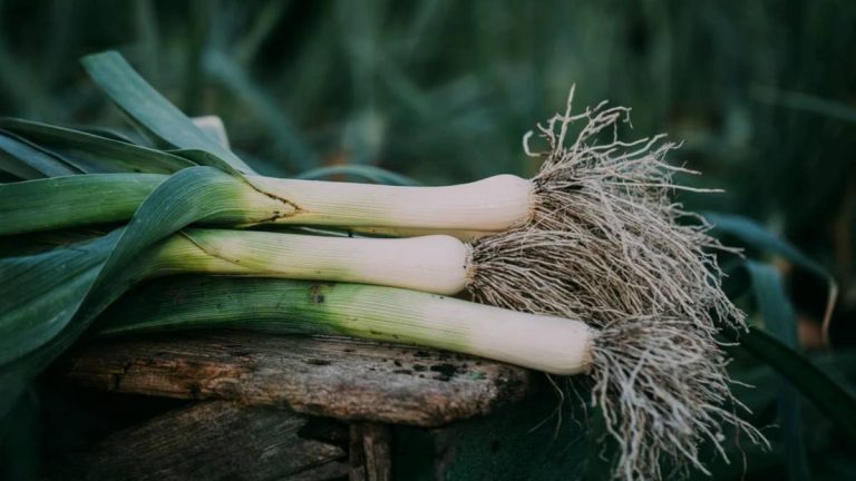 Comment semer et cultiver avec succès des poireaux au potager ... Comment semer et cultiver avec succès des poireaux au potager ...